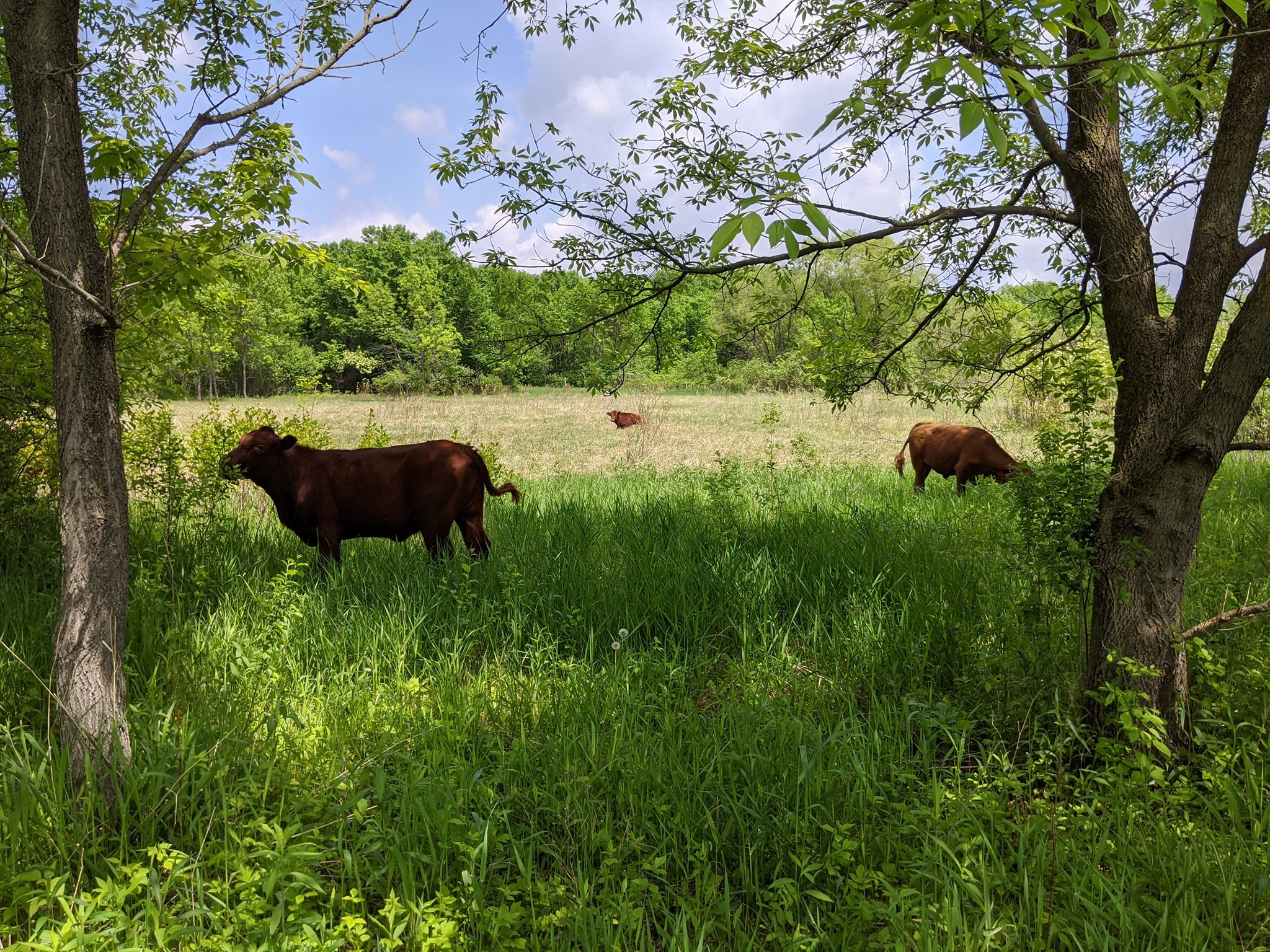 Pastured Beef - guldanfamilyfarm