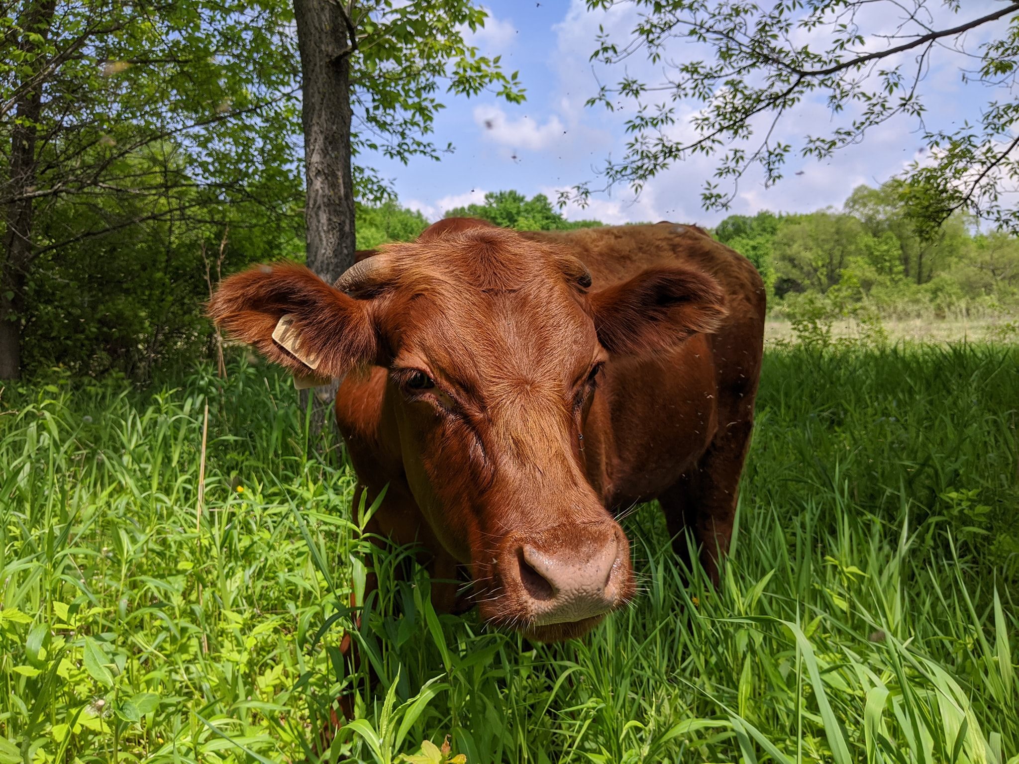 Pastured Beef - guldanfamilyfarm