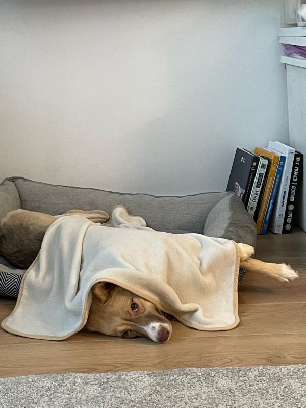 Riley - Tierschutz für Hund und Katze