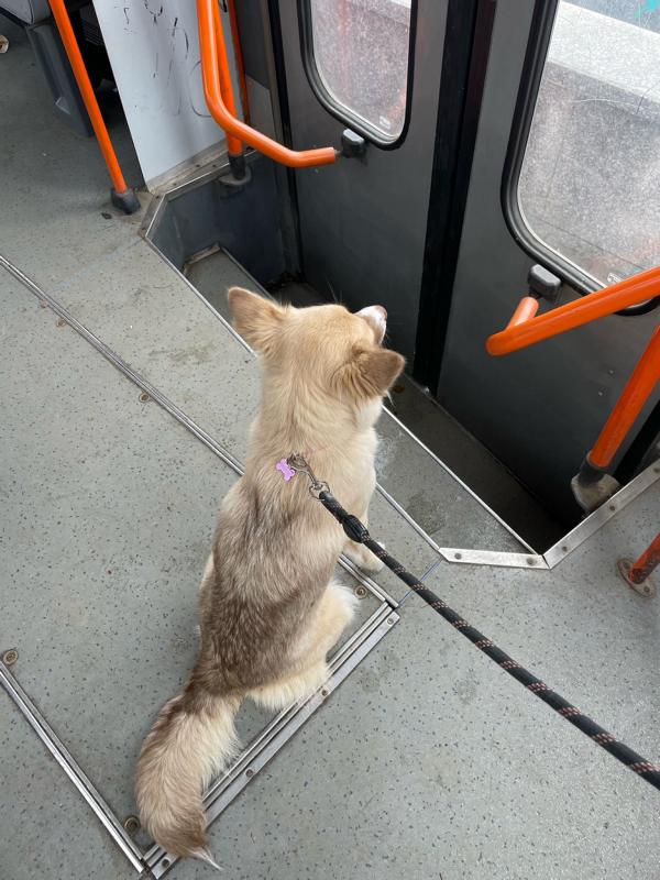 Riley - Tierschutz für Hund und Katze