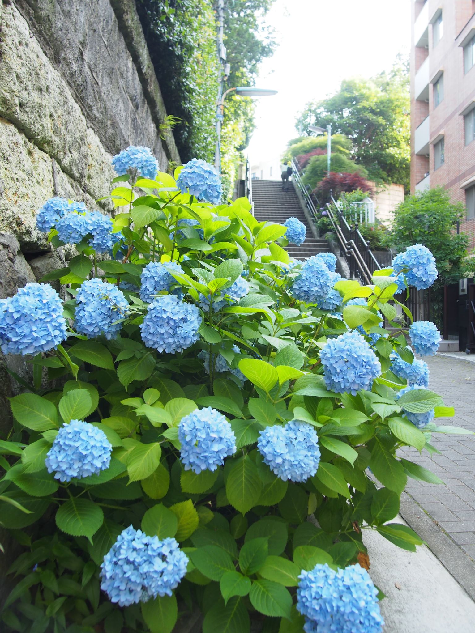 梅雨 - TSUYU - rainy season - wafuu-honpo Japan online shop