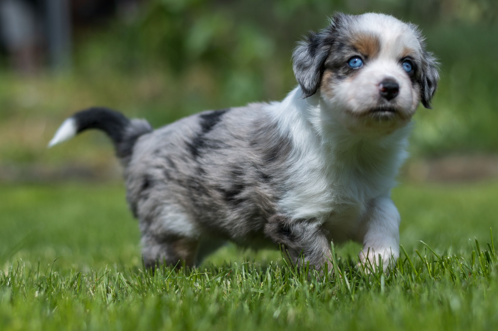 Welpen - Zucht Miniature Australian Shepherd Dortmund
