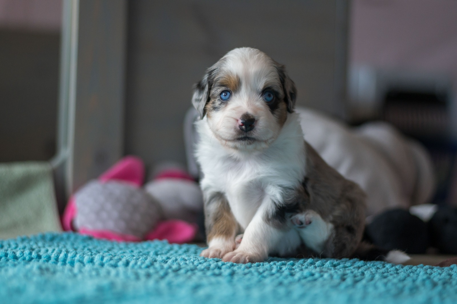 Welpen - Zucht Miniature Australian Shepherd Dortmund