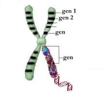 De genen - De website van Kevin Clijmans!