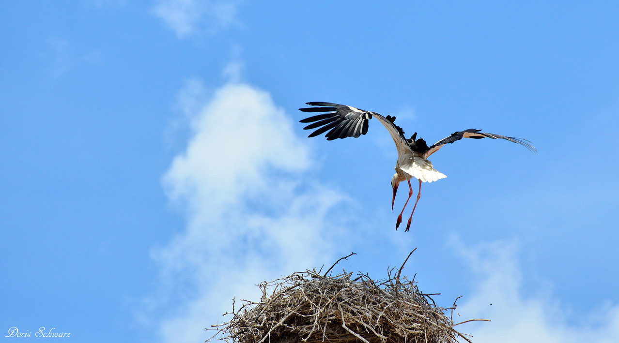 Storch - Doris Schwarz