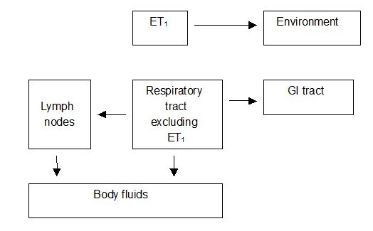 Human respiratory tract model - IDEA System Expert System for Internal ...