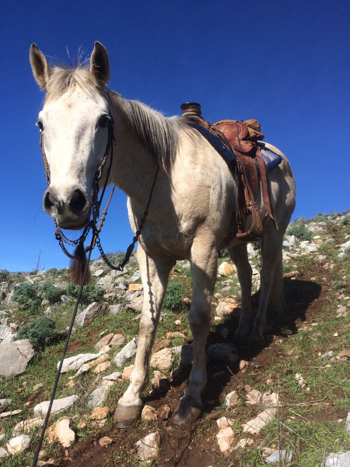 Gabilan Ranch, Kalifornien USA - HETS - Die Schule für NHMS