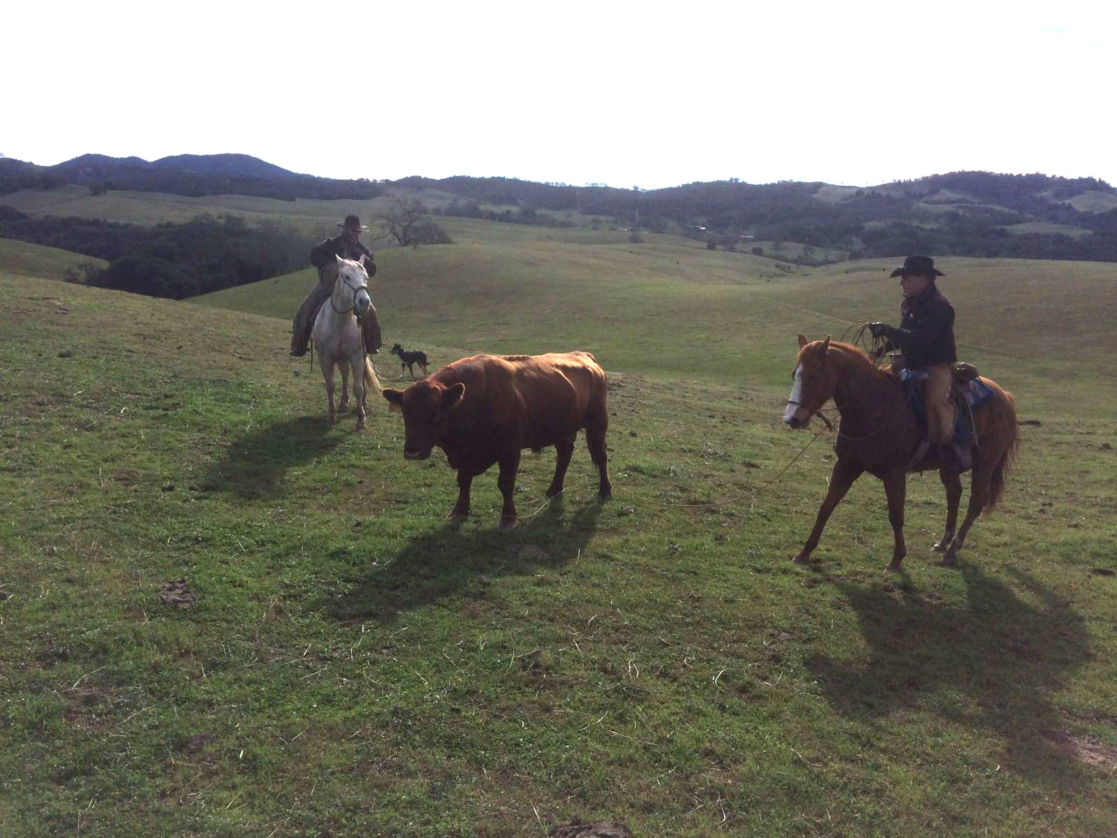 Gabilan Ranch, Kalifornien USA - HETS - Die Schule für NHMS