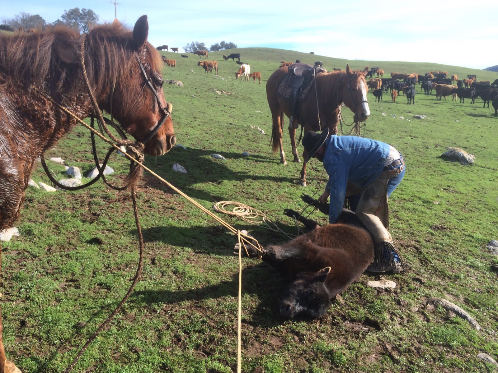 Gabilan Ranch, Kalifornien USA - HETS - Die Schule für NHMS