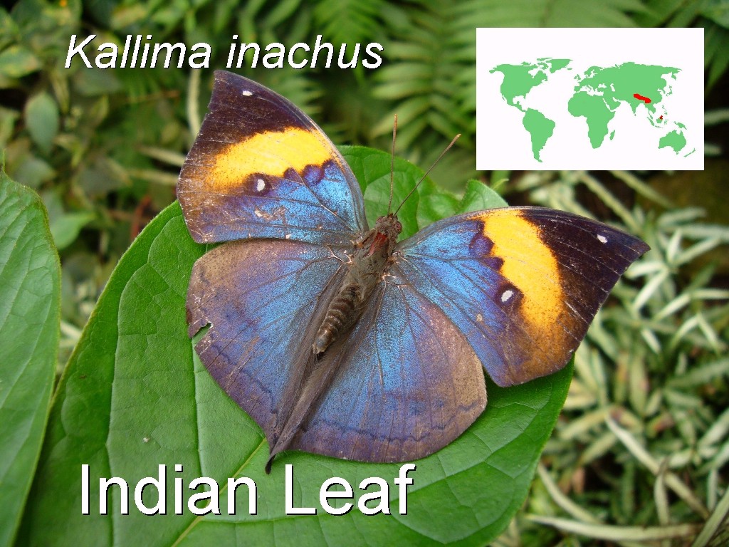 Tropcial Butterflies - Tropical Butterflies