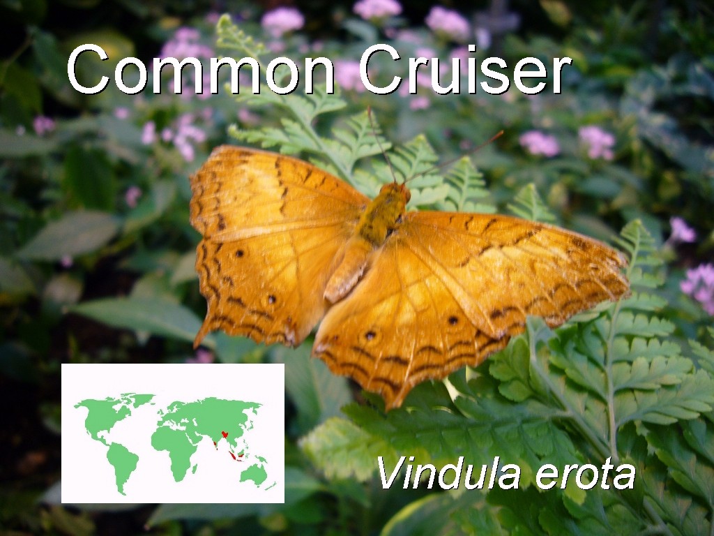 Tropcial Butterflies - Tropical Butterflies