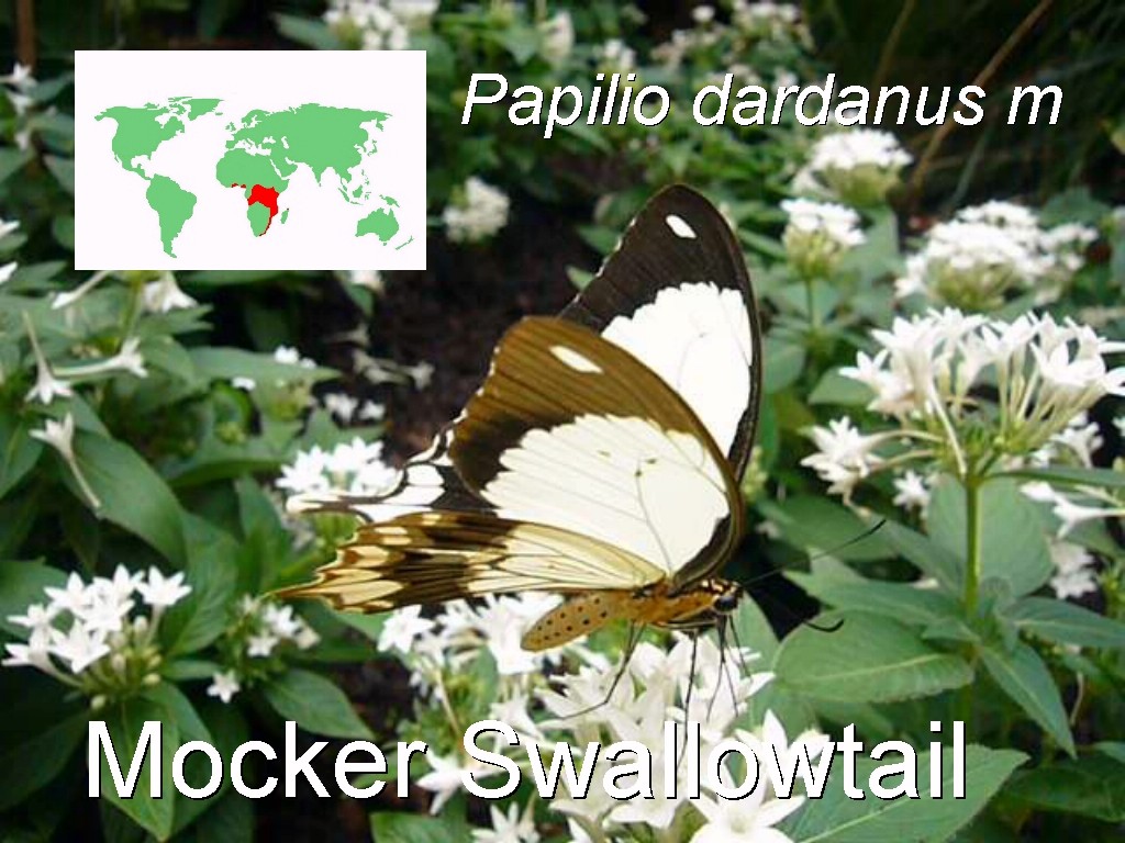 Tropcial Butterflies - Tropical Butterflies
