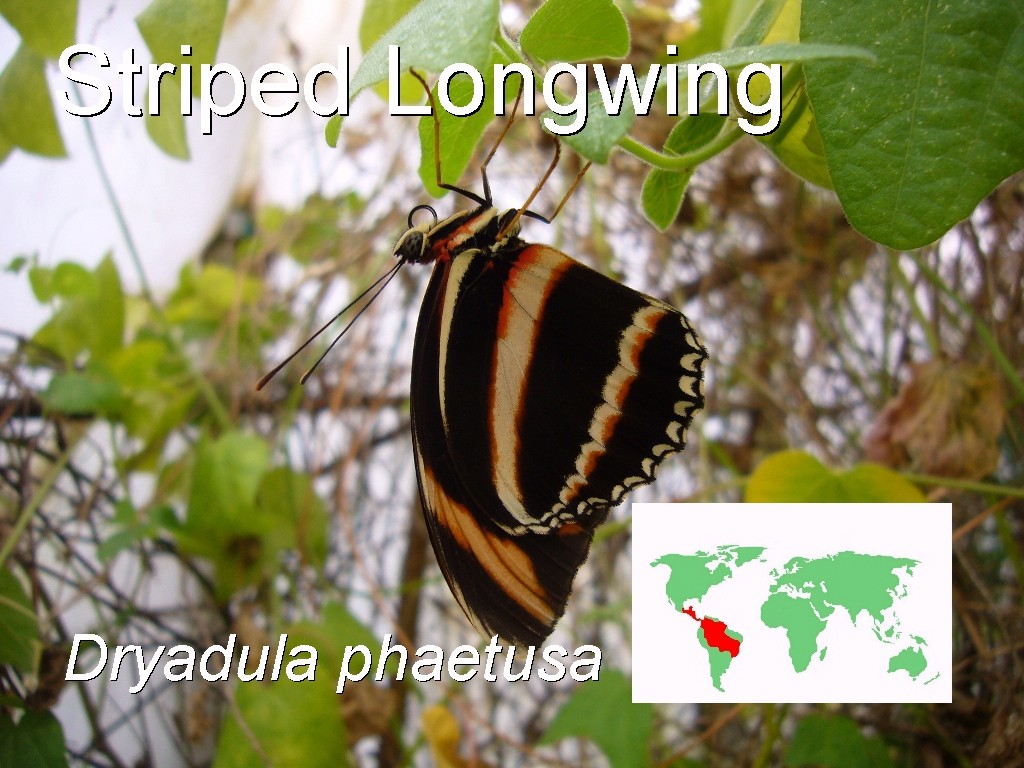 Tropcial Butterflies - Tropical Butterflies
