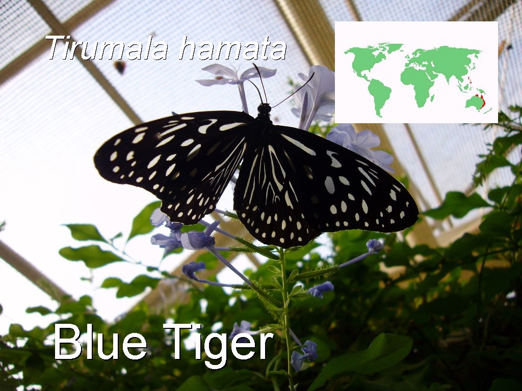 Tropcial Butterflies - Tropical Butterflies