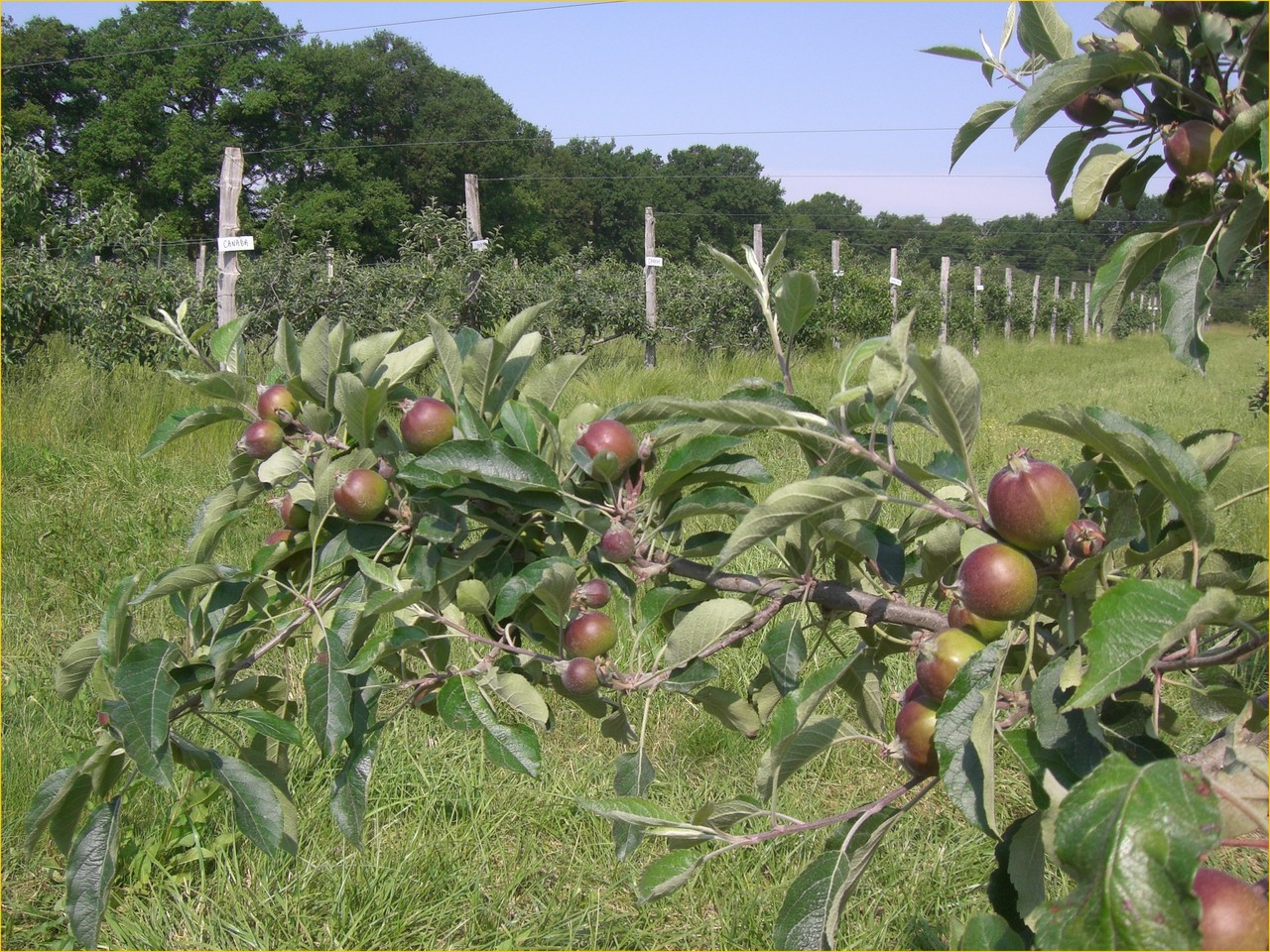 - Cueillette de Pommes - - Ferme de Louareux