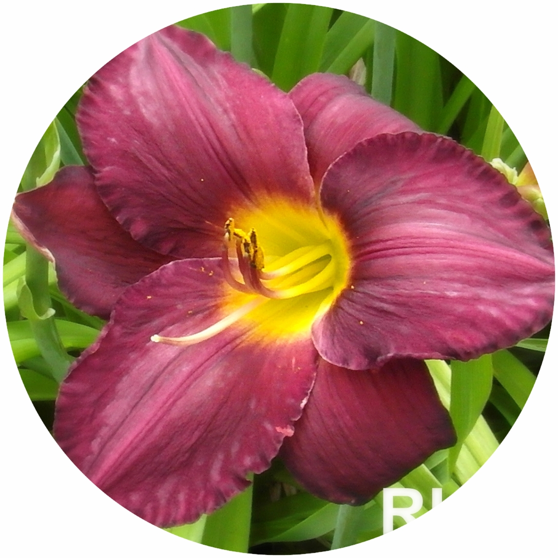 Rabatten - 3-lilien-garten-tagliliens Webseite!