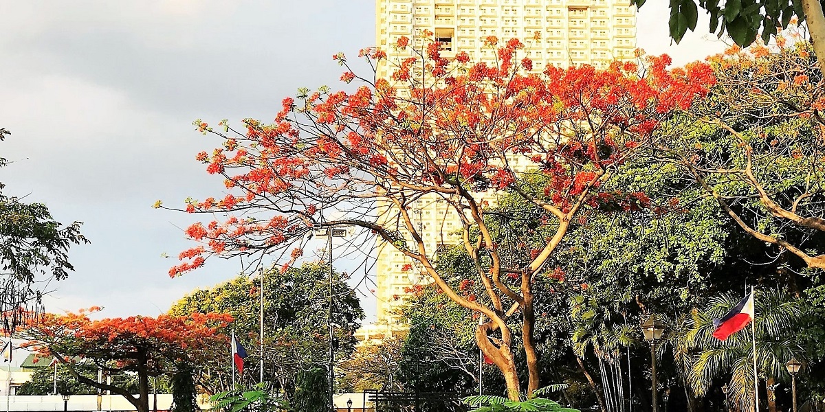 Philippines, Flowering Flame Trees - Expressions