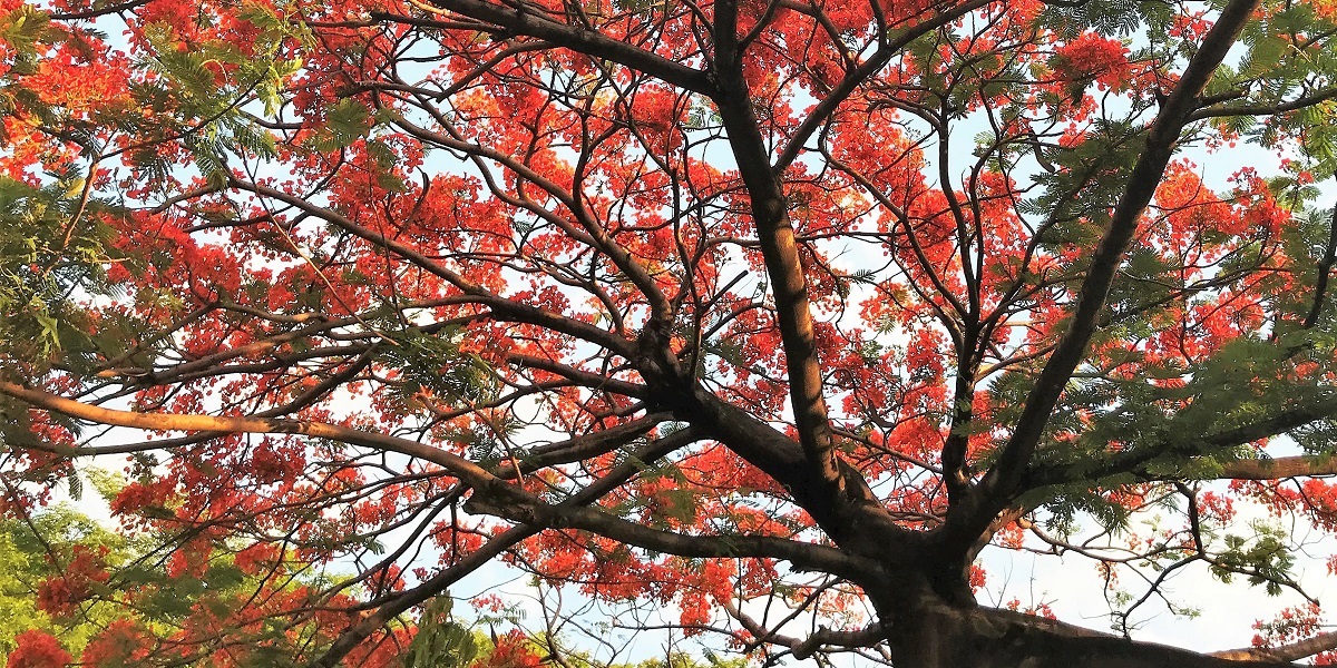 Philippine Fire Tree