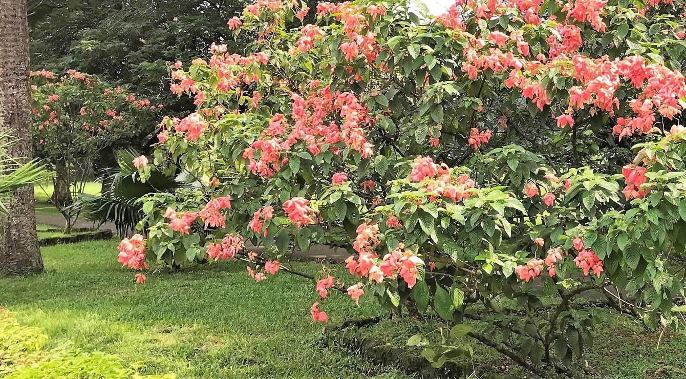 Four Philippine Flowers: Bougainvillea spectabilis, Dona Aurora, Dona ...