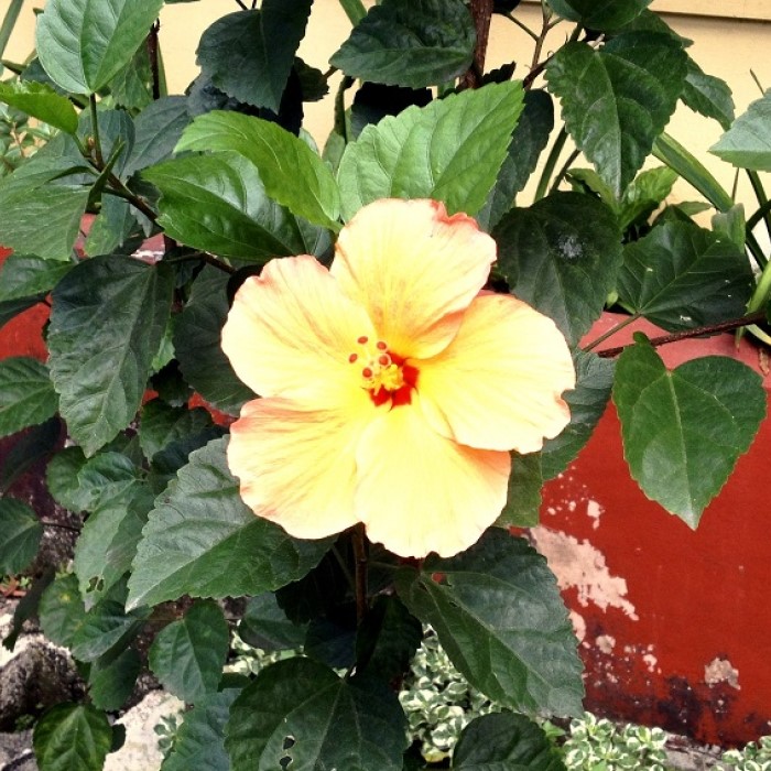Three Philippine Flowers: Bird of Paradise, Hibiscus and Santan ...