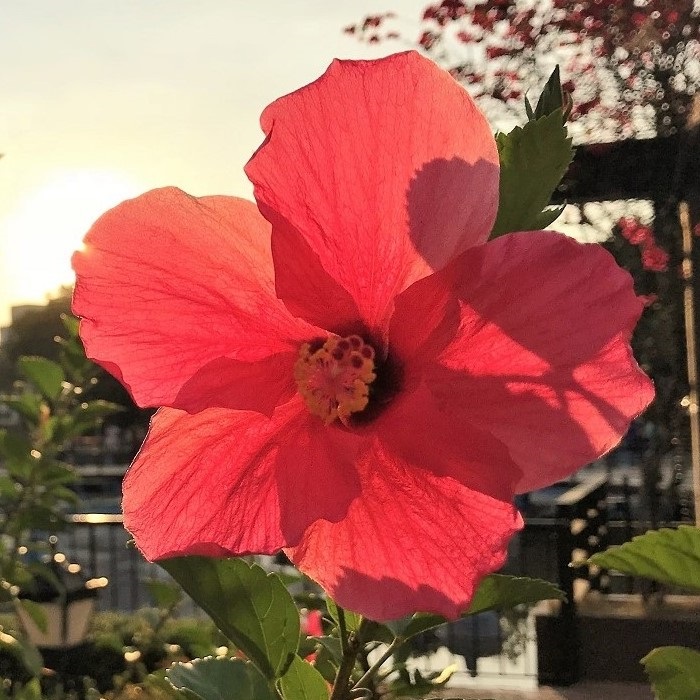 Three Philippine Flowers: Bird of Paradise, Hibiscus and Santan ...