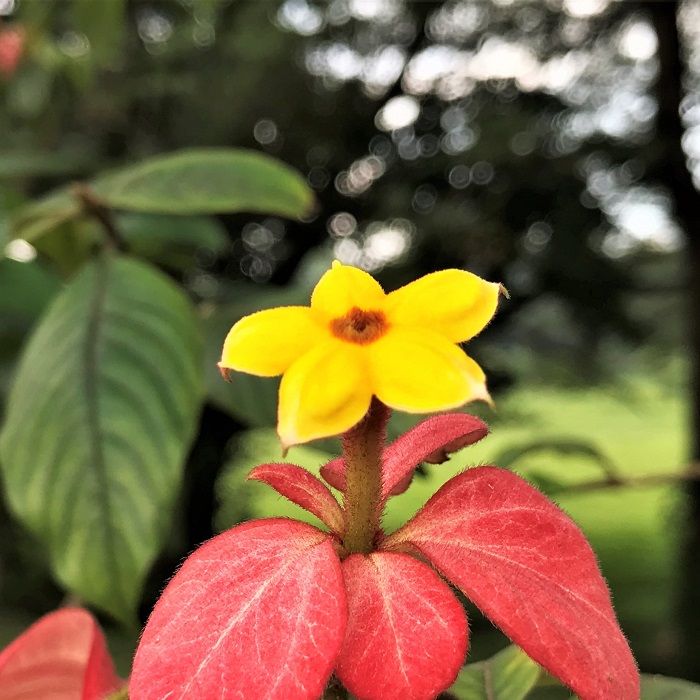 Four Philippine Flowers: Bougainvillea spectabilis, Dona Aurora, Dona ...