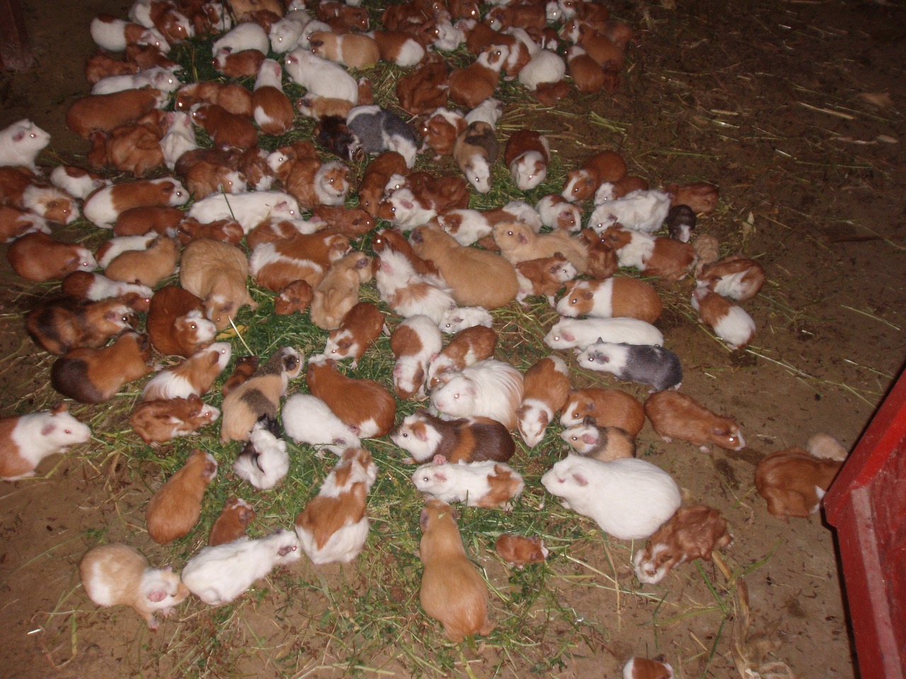 Hamsterfarm - peru-rundreises Webseite!