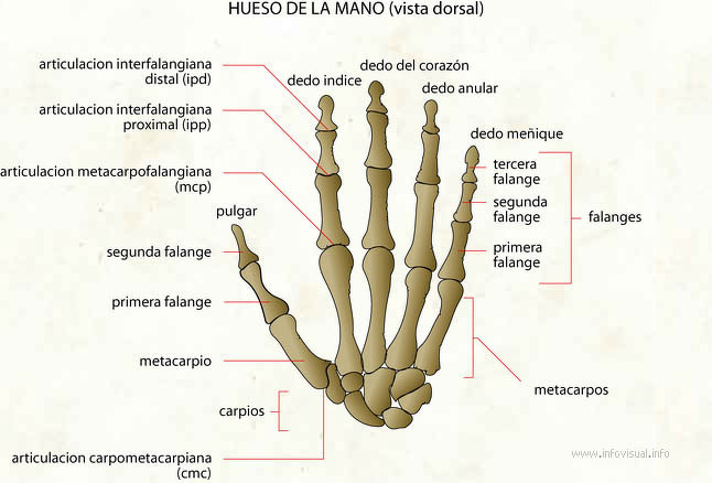 Reflexiones sobre Interpretación, Técnica y Mecánica - Página web de ...
