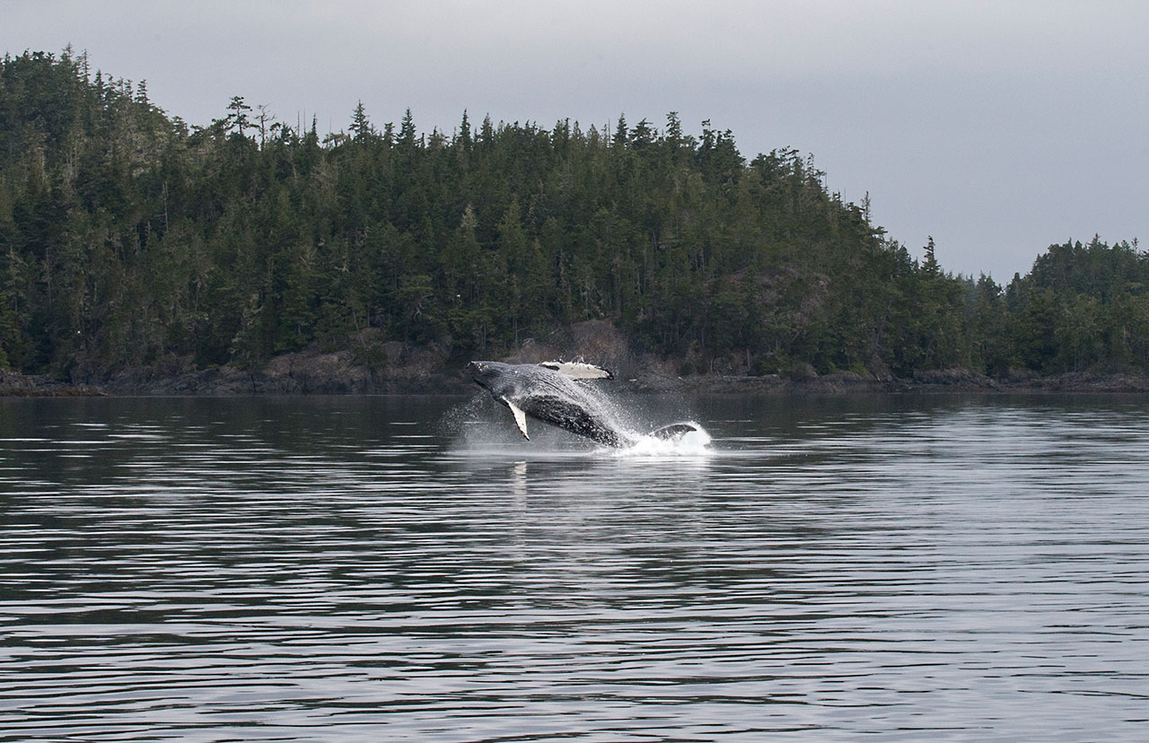 Humpback Jump - World Photography - Image Galleries by Aike M. Voelker