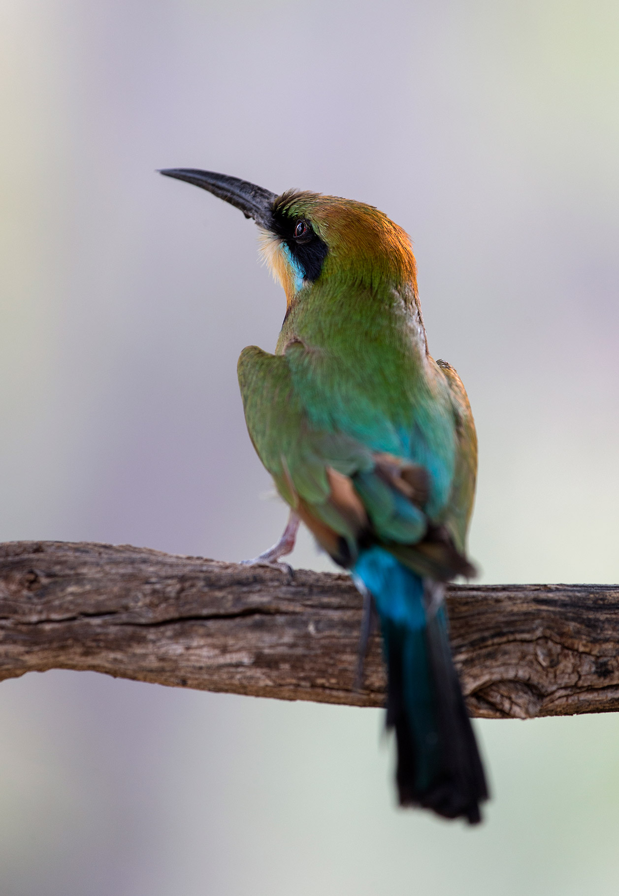 Bee Eater - World Photography - Image Galleries by Aike M. Voelker