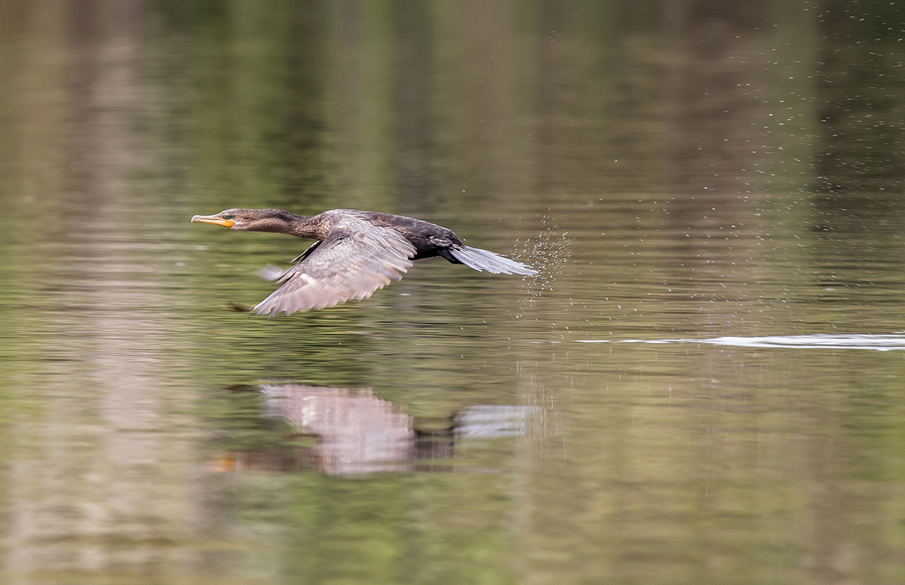 Cormorant - World Photography - Image Galleries by Aike M. Voelker