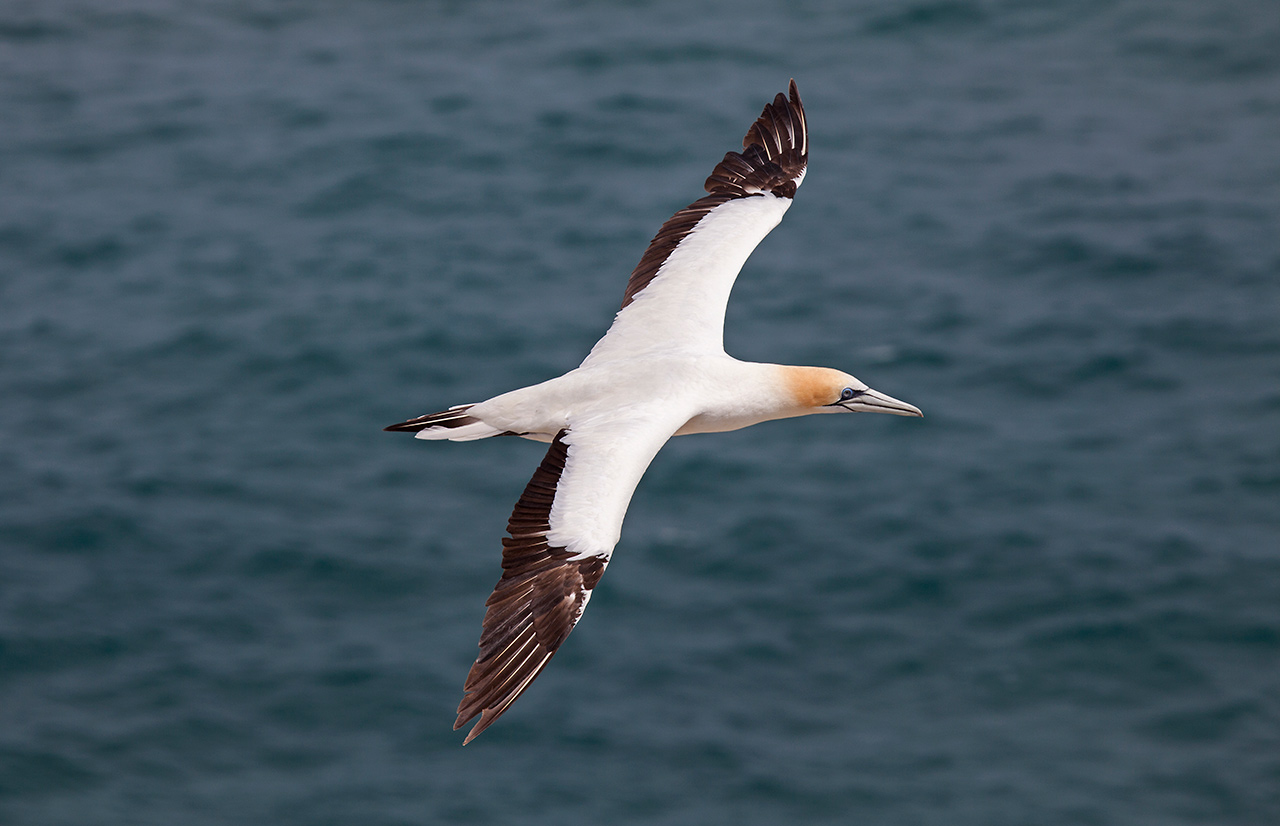 Gannet - World Photography - Image Galleries by Aike M. Voelker