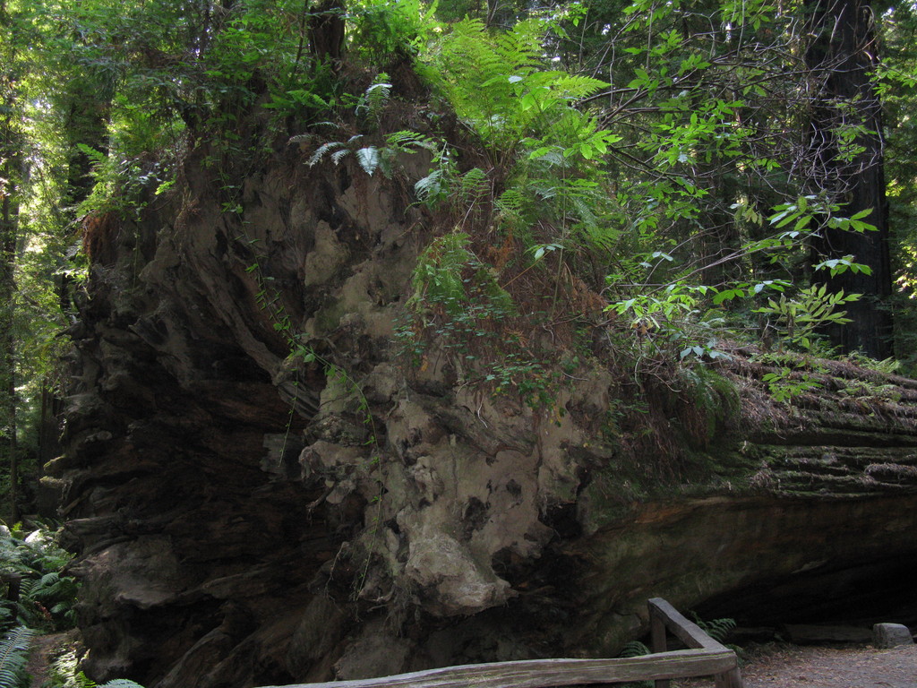 Picture Gallery - Homepage of David Finger