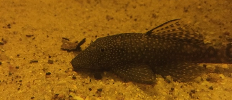 300l Becken - elias-tierwelts Webseite!