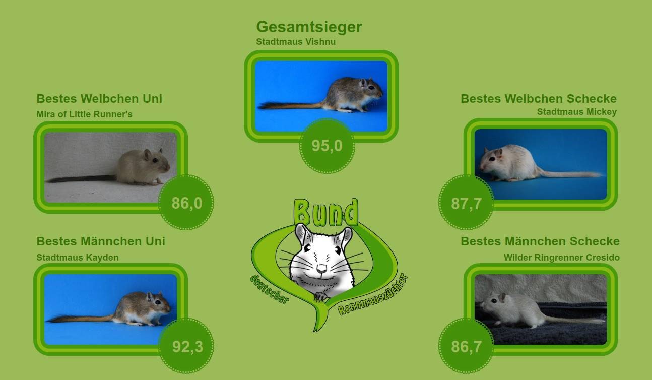 German Gerbil Show Bund deutscher Rennmauszüchter - Rennmaus Wuppertal