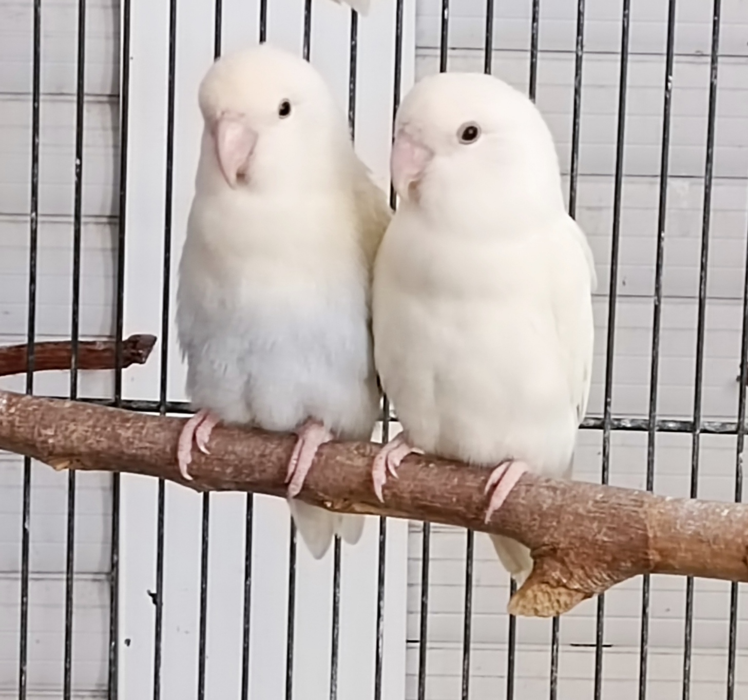 PAREJAS REPRODUCTORAS - Aviario Crisol