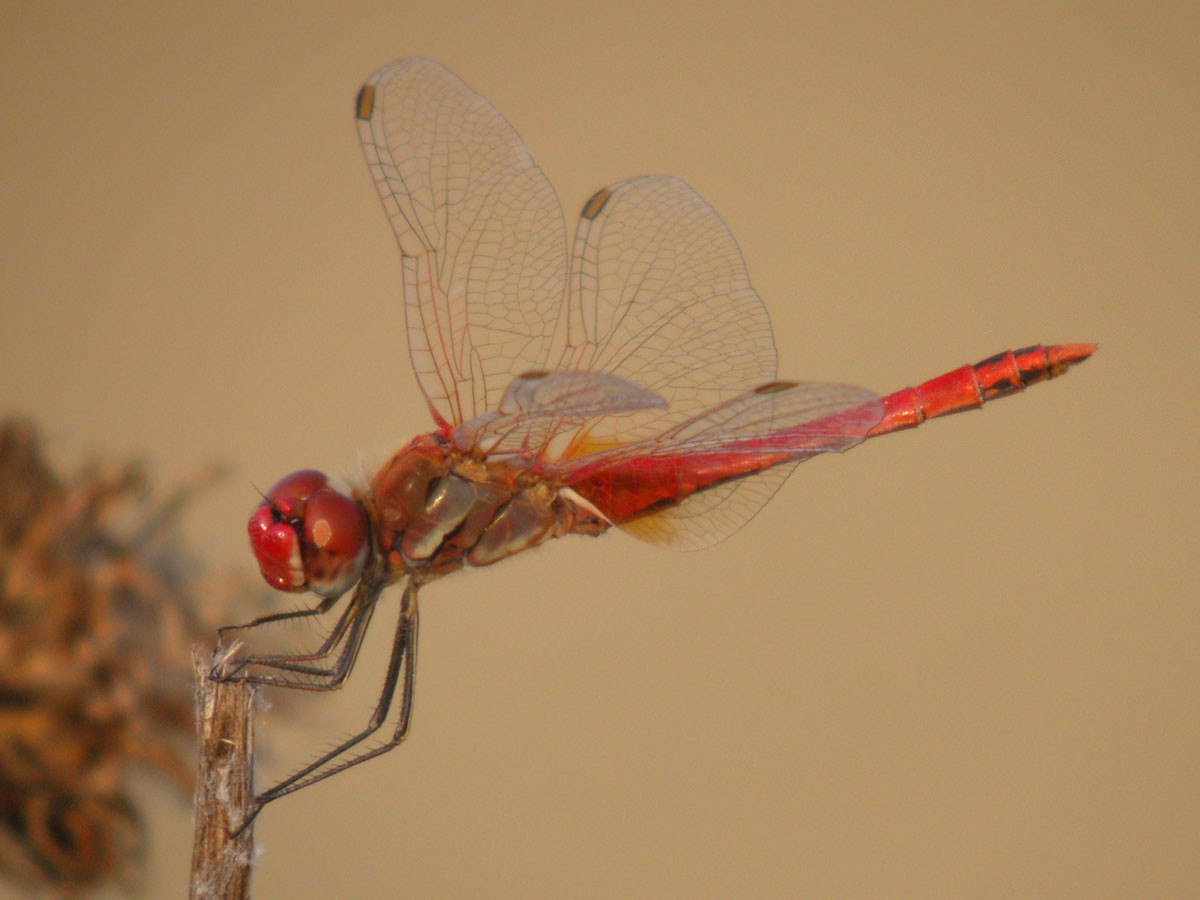 Sympétrum à nervures rouge - Bienvenue sur cuneodonata-fr!