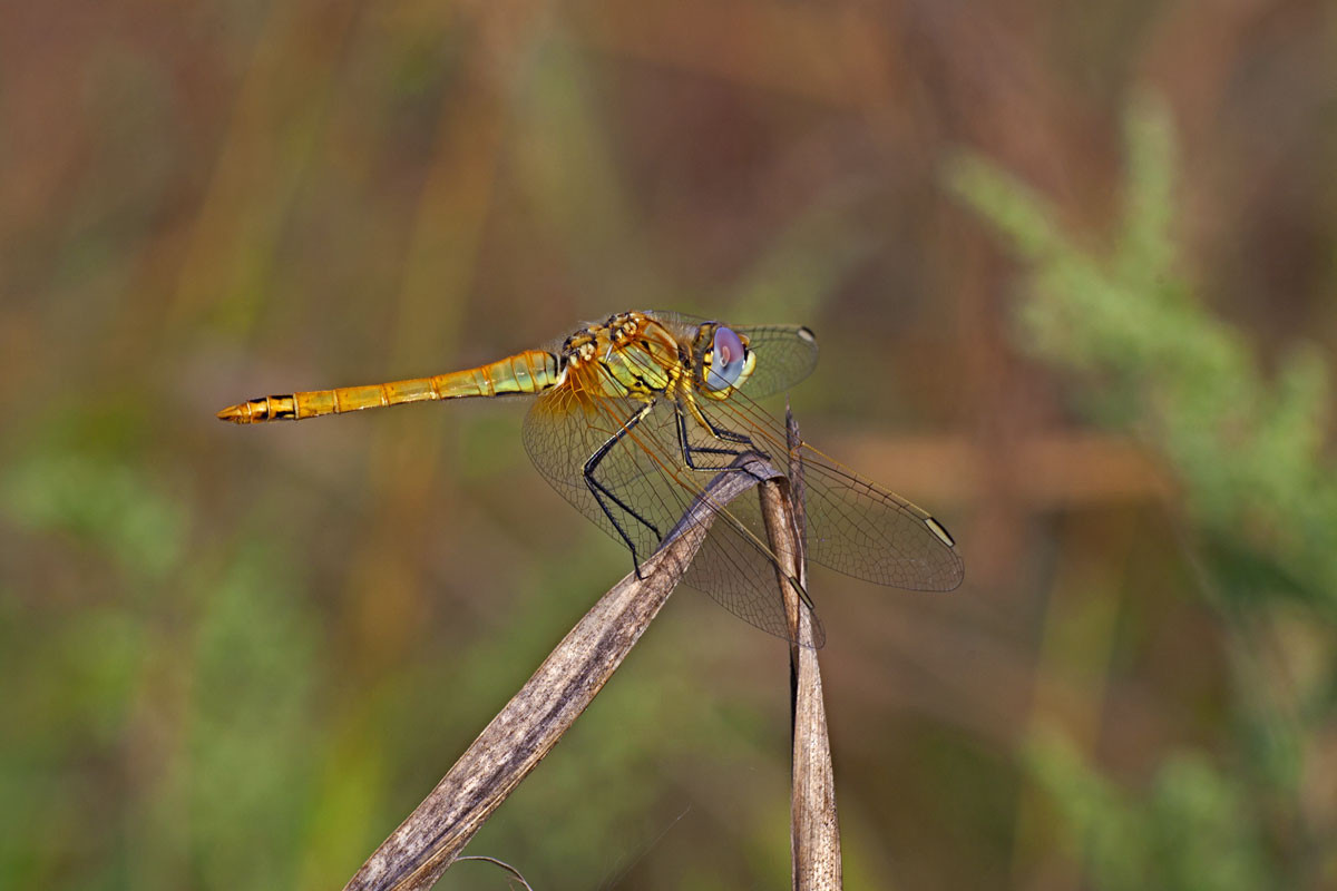 Sympétrum à nervures rouge - Bienvenue sur cuneodonata-fr!