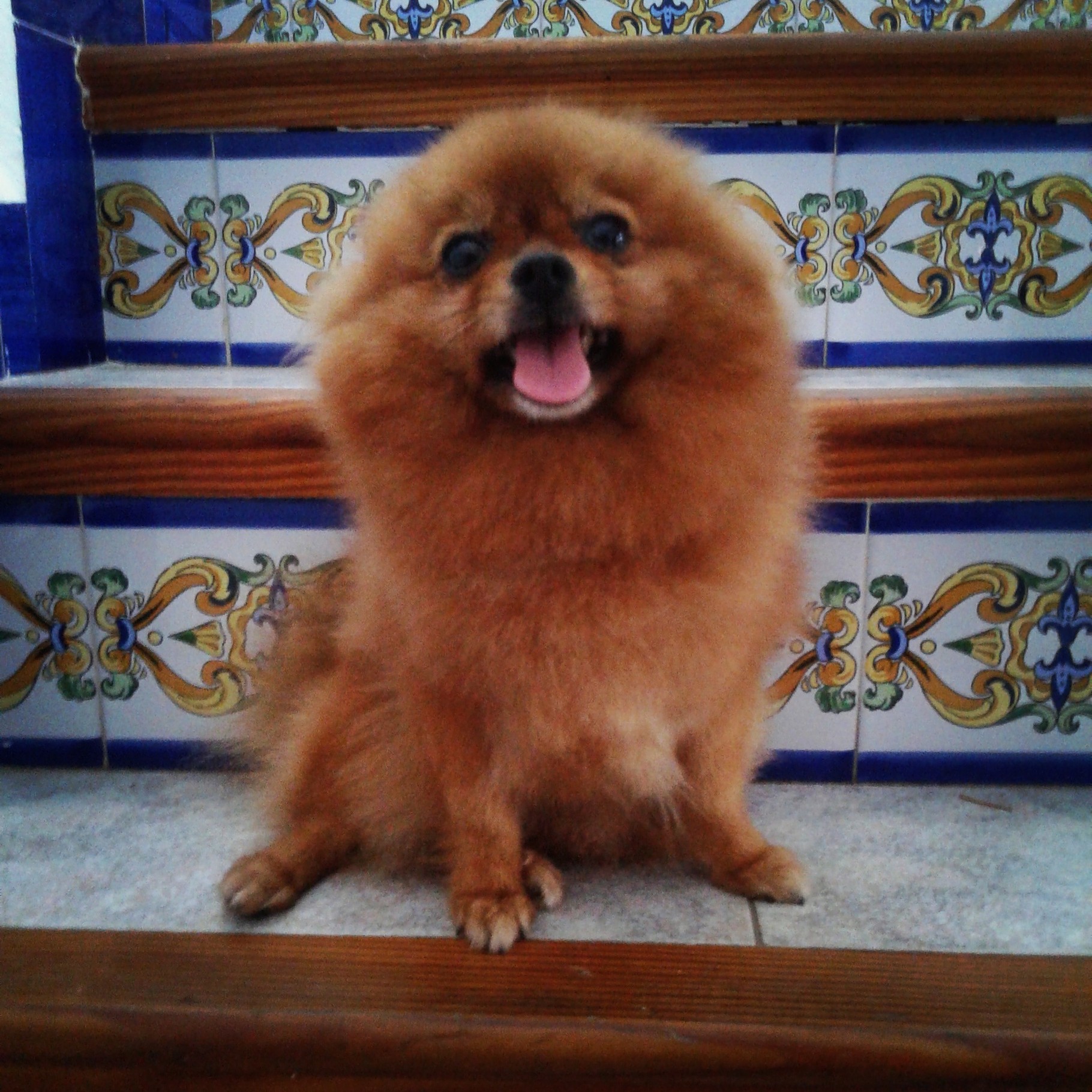 El Spitz - De CandyLandFox POMERANIA