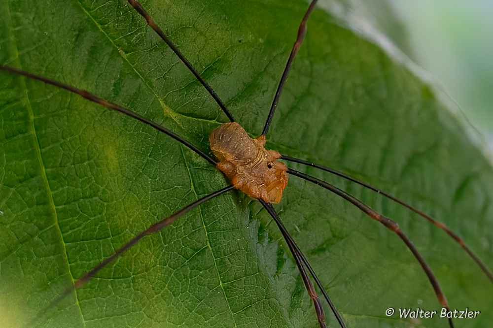 Weberknecht - Kraichtaler Natur