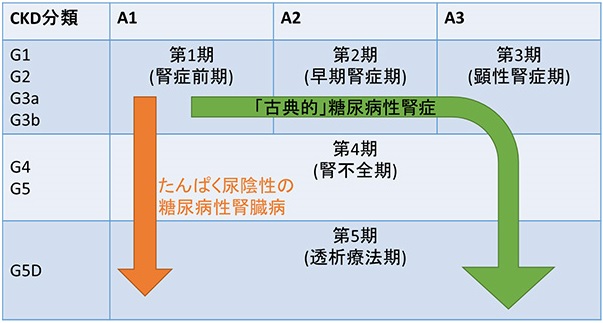 糖尿病性腎臓病（DKD） - 栃木県宇都宮市のトマト内科 糖尿病 高血圧 甲状腺クリニック