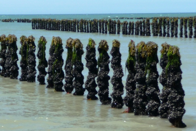 La moule de Bouchot - AGMG Attelages des grandes marées - Gouville sur Mer
