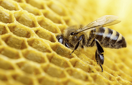 Cycle de vie ABEILLE - La Classe de Barnabé