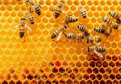 Cycle de vie ABEILLE - La Classe de Barnabé