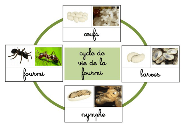 Cycle de vie FOURMI - La Classe de Barnabé
