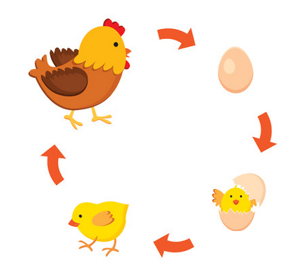 Cycle de vie POULE - La Classe de Barnabé