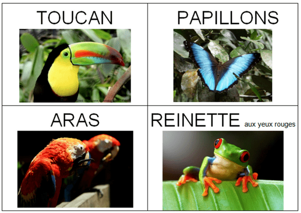 Animaux d'Amazonie - La Classe de Barnabé