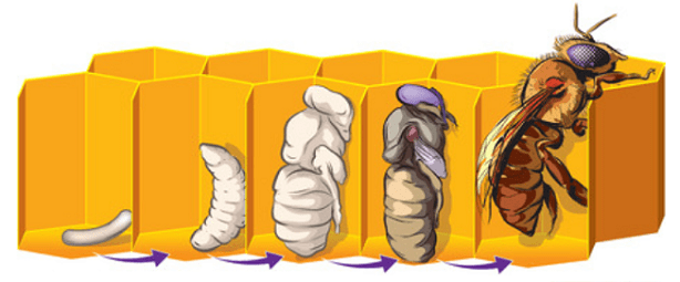 Cycle de vie ABEILLE - La Classe de Barnabé