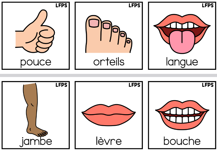 Les parties du corps - La Classe de Barnabé