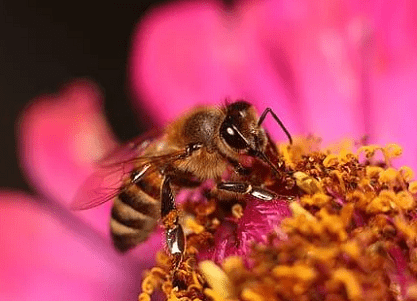 Cycle de vie ABEILLE - La Classe de Barnabé